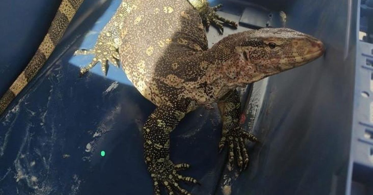 El Seprona localiza un Varano del Nilo, especie exótica protegida, en ...