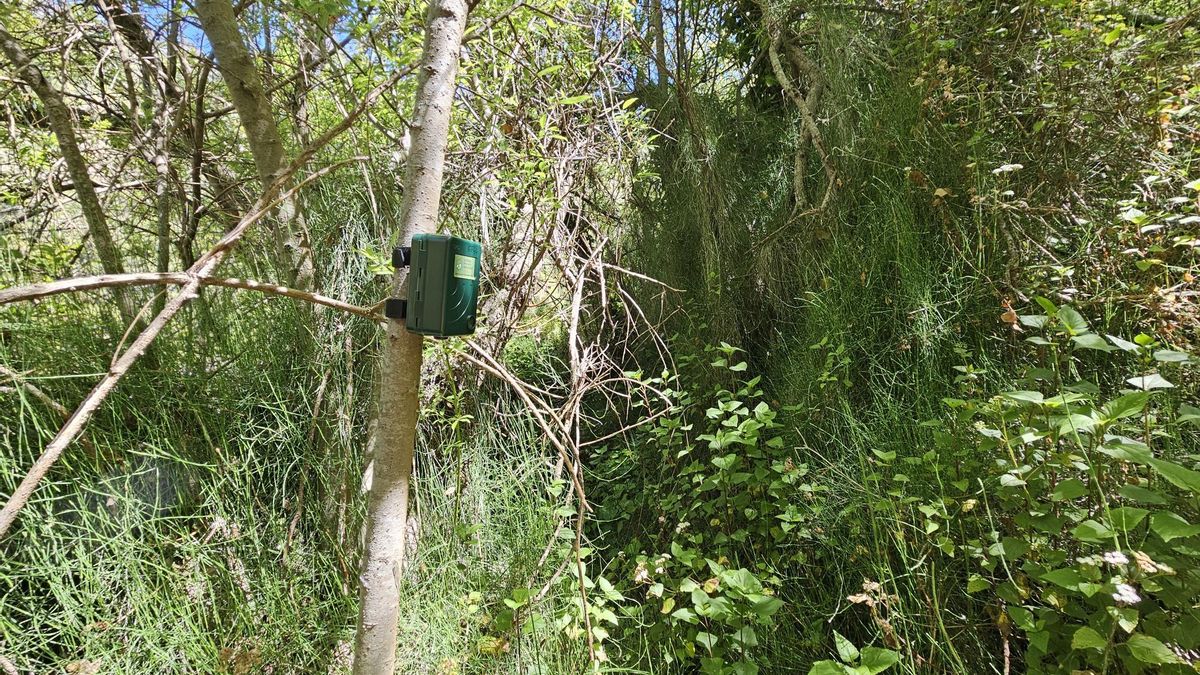 Doce sensores de audio captarán los paisajes sonoros de La Caldera
