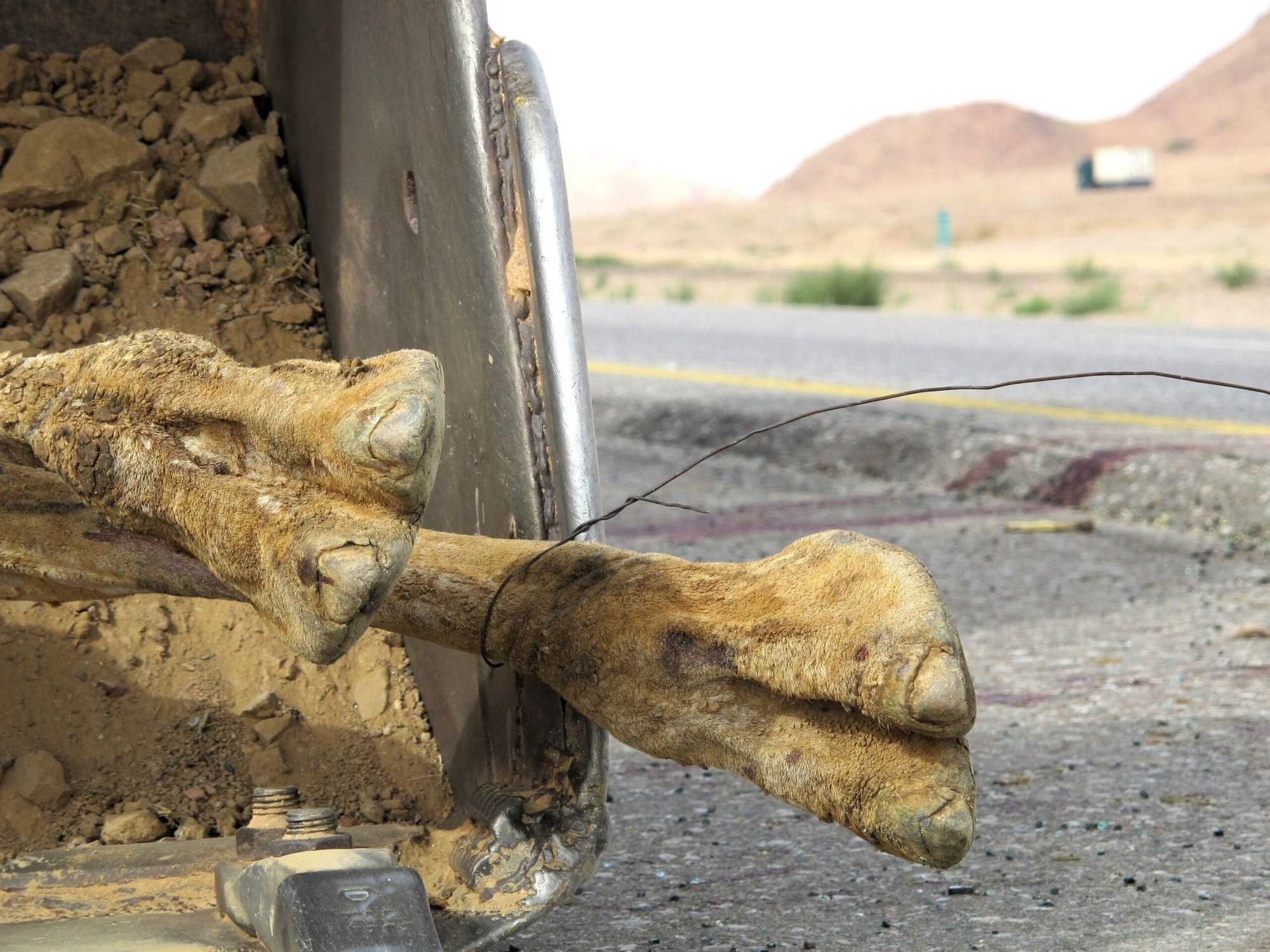 Animales atropellados: las otras víctimas de la carretera