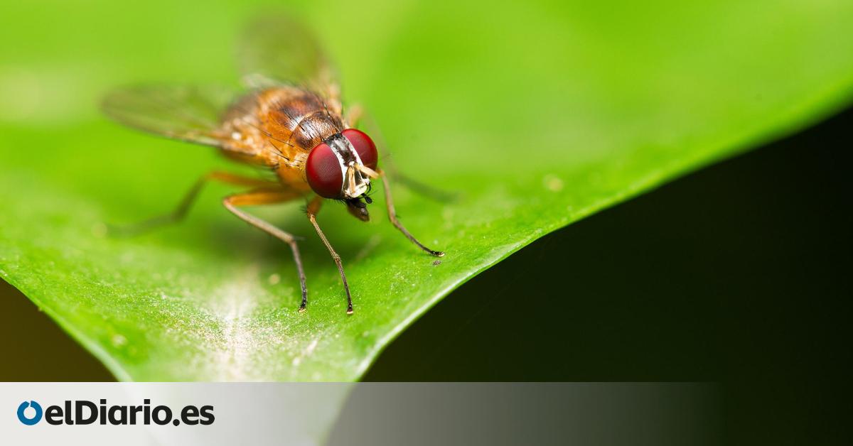 Moscas de la fruta: de dónde salen estos molestos insectos y cómo evitarlos