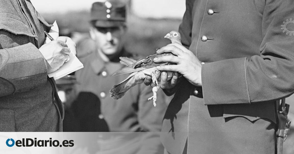 Messenger Dove's Fate Revealed: WWI Capsule Discovery in France - NewsyList