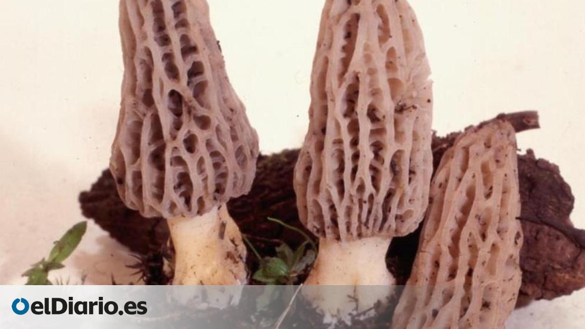 Seta del año 2024: ‘Morchella elata Fr.’ (colmenilla)