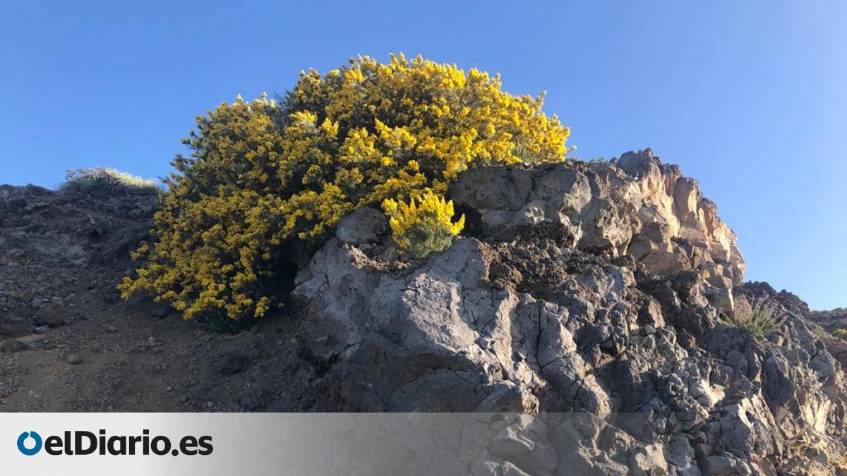 La cumbre de La Palma resplandece con el retamón en flor