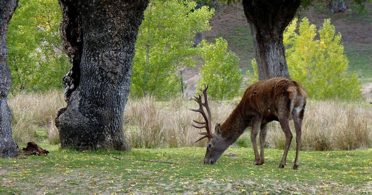 El Monte de El Pardo puede ser Parque Nacional