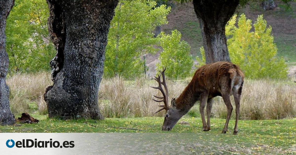 Más Madrid pedirá la conversión del Monte de El Pardo en Parque ...