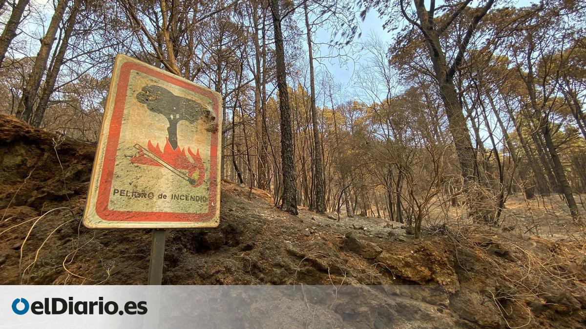 Tiempo en Canarias: Alerta por riesgos de incendios forestales en las ...