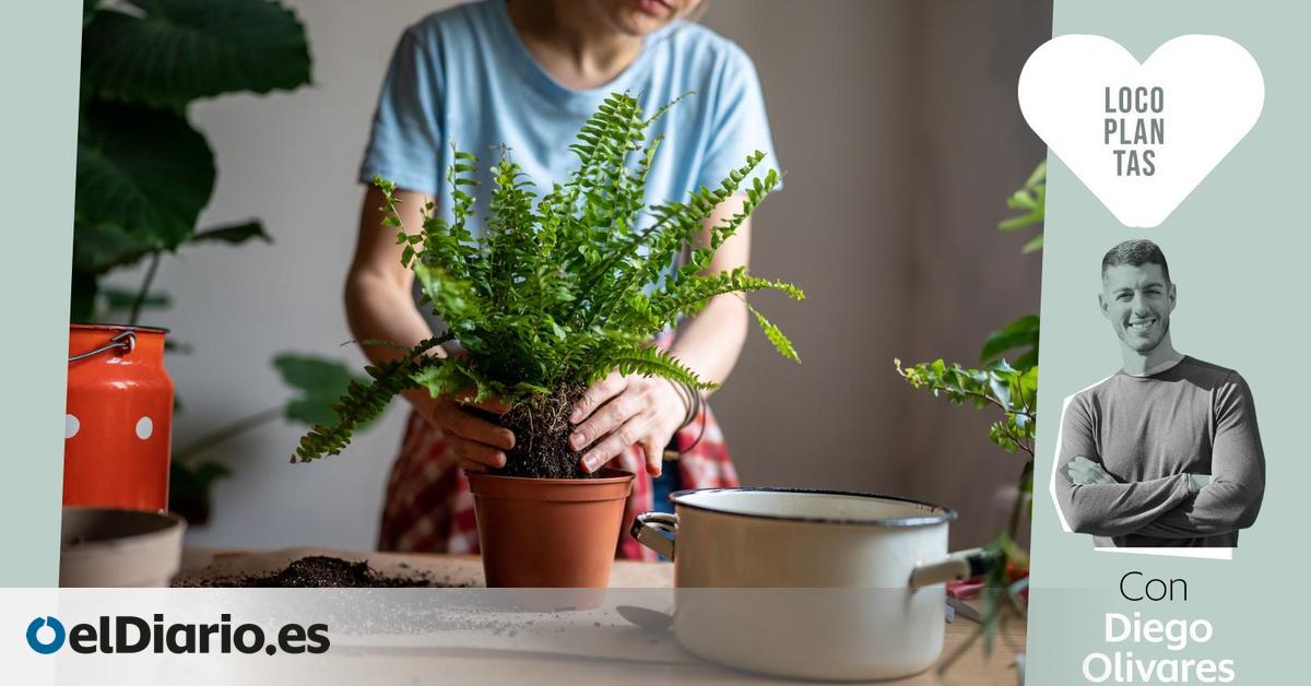 Cómo trasplantar una planta