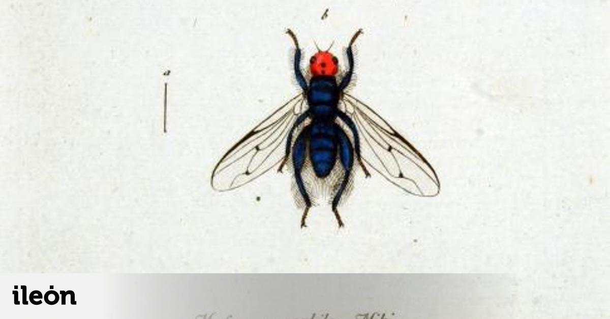 Descubren en León una llamativa mosca que se creía extinta