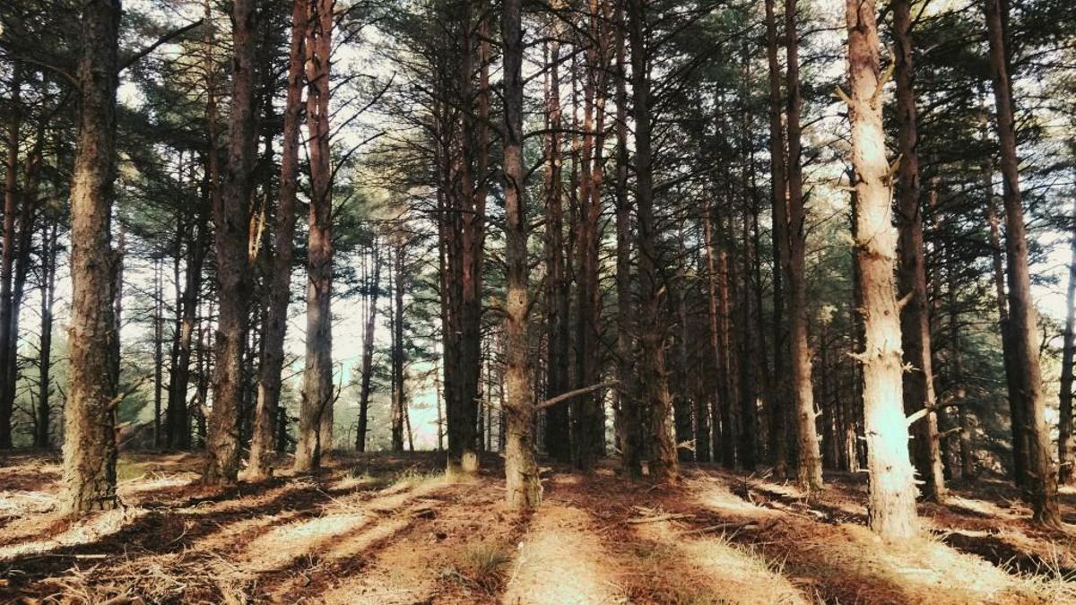 Ponferrada organiza este jueves el XVI Encuentro del Día Internacional ...