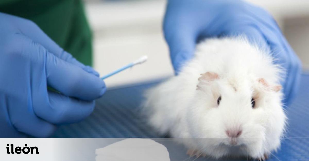 La ULE aborda en una conferencia el uso de animales en investigación