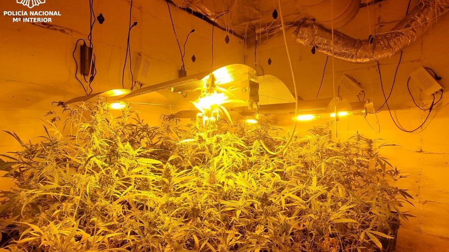 Dos detenidos al desmantelarse una plantación de marihuana detectada por drones en una casa de Oruña