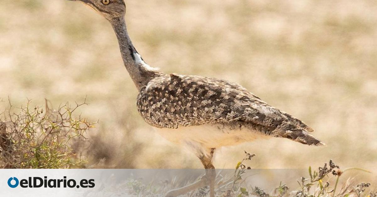 Un estudio desvela que el turismo masivo aumenta la mortalidad de la ...