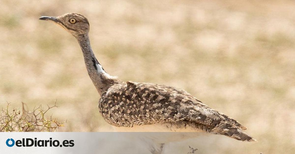 La hubara canaria, un emblema de la fauna del Archipiélago en riesgo de ...