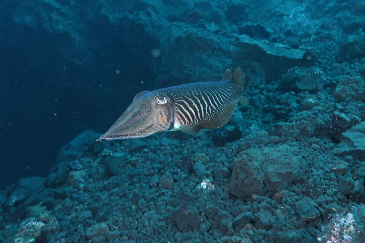 Una estudio realizado tras la erupción de La Palma permitirá mejorar la ...