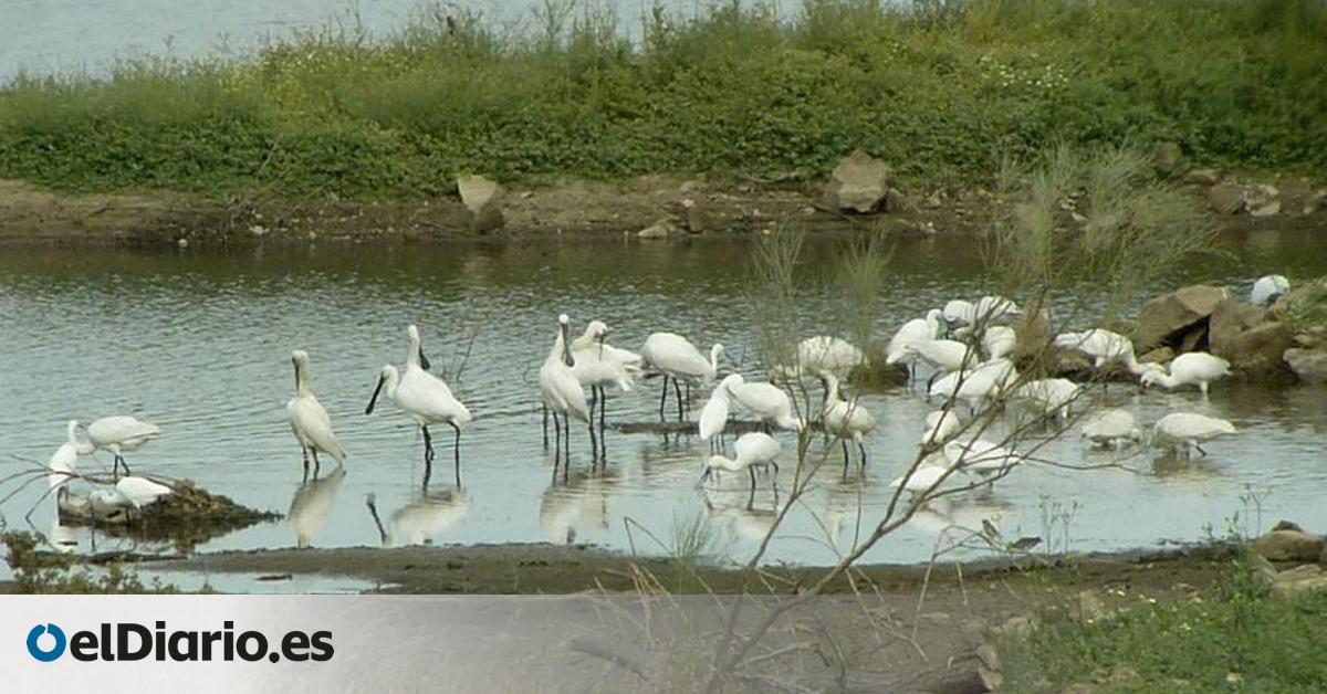 La Junta revisa los límites de 15 ZEPAs y una decena de Zonas de ...