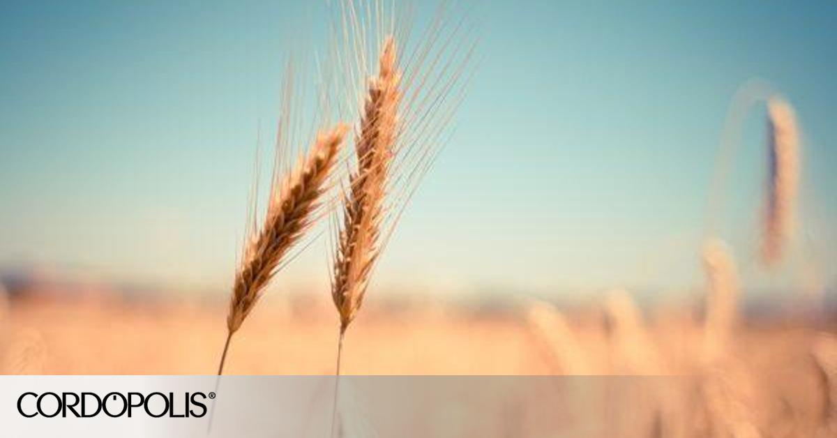 Identifican un gen que mejora la calidad nutricional del trigo duro y ...