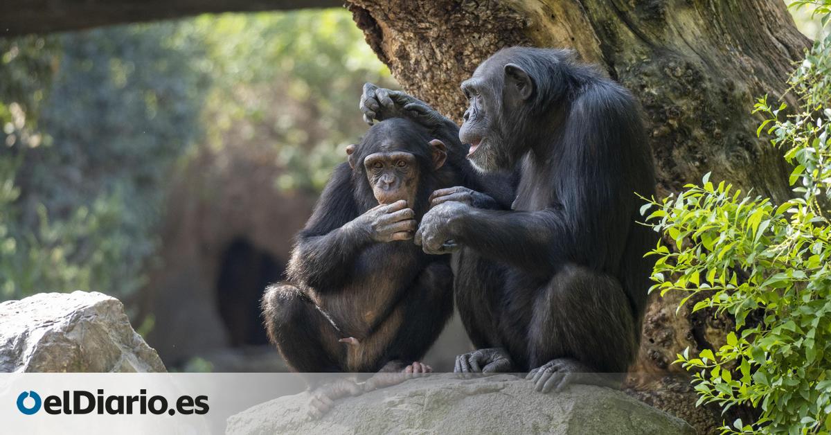 Fallece Coco, el chimpancé de cuatro años nacido en Bioparc València