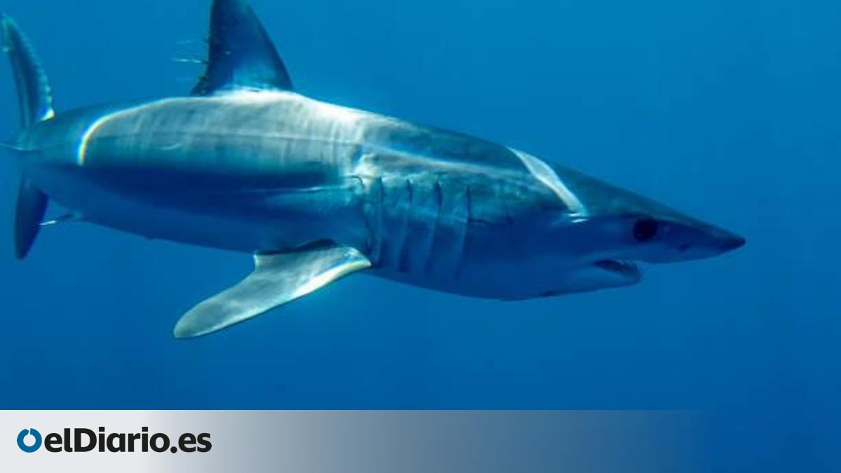 El extraño avistamiento de un tiburón blanco migratorio, una especie en ...