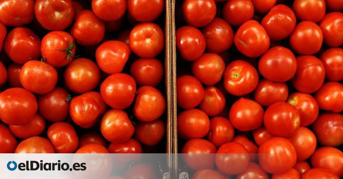 La cooperativa Tomalia contrata para esta campaña 200.000 toneladas de ...