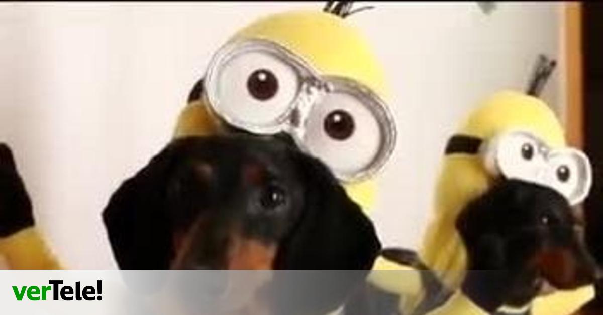 Los perros disfrazados de 'Minions', un fenómeno en la red
