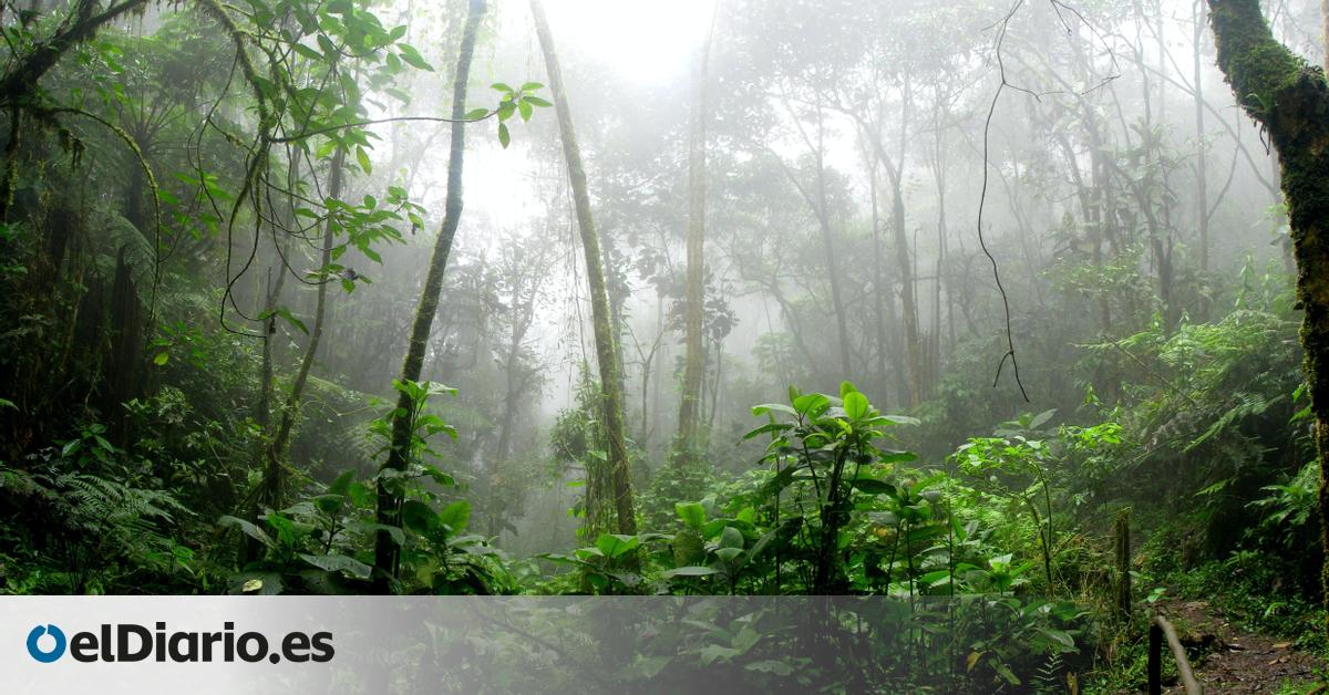 ¿Vas al Amazonas? Te contamos cuál es la mejor ruta