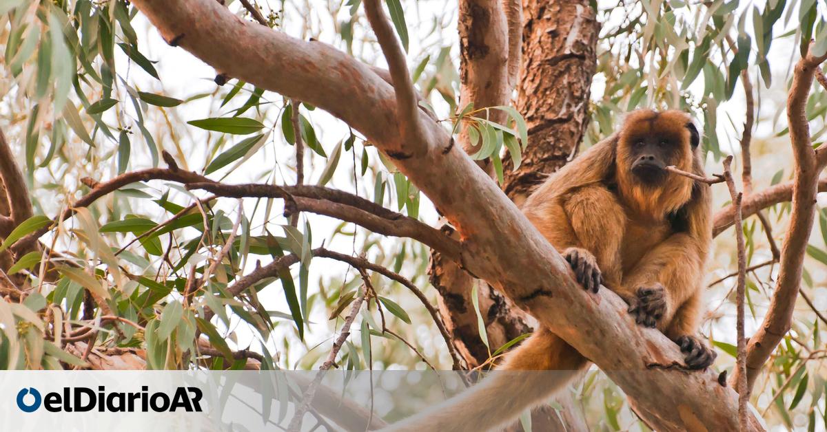 Un parque nacional para descubrir la naturaleza chaqueña - elDiarioAR.com