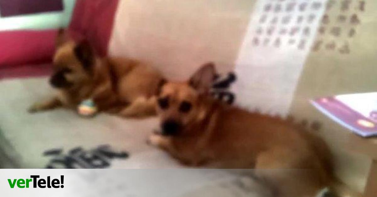 Tras el 'perro facha' llega... el 'perro fan de Podemos'