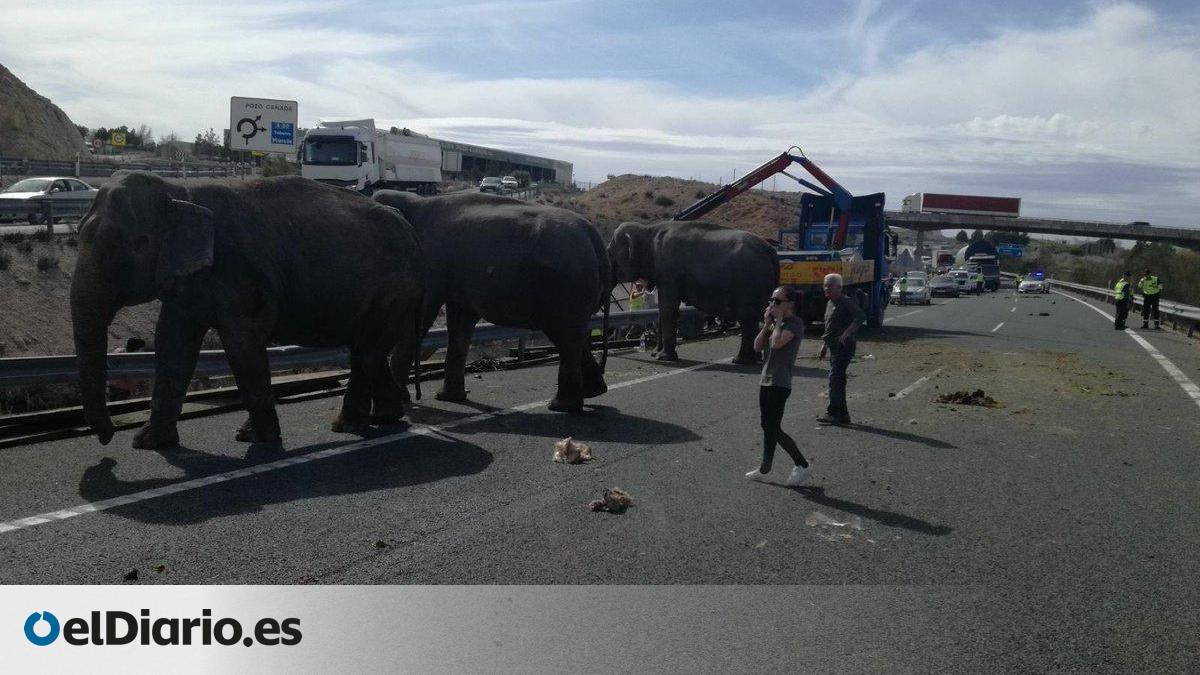 Un elefante muerto y dos heridos tras volcar en Albacete el camión que ...