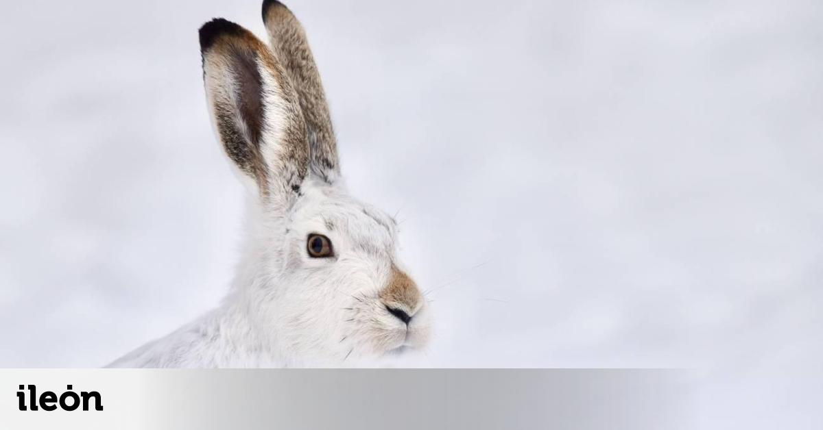 La liebre de cola blanca cambia de color su pelaje para adaptarse al ...