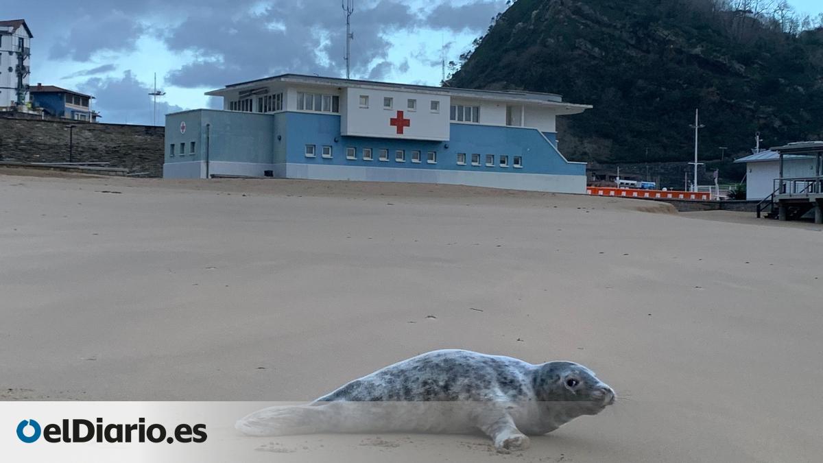 VÍDEO | Una foca aparece en la playa de Getaria a raíz del temporal