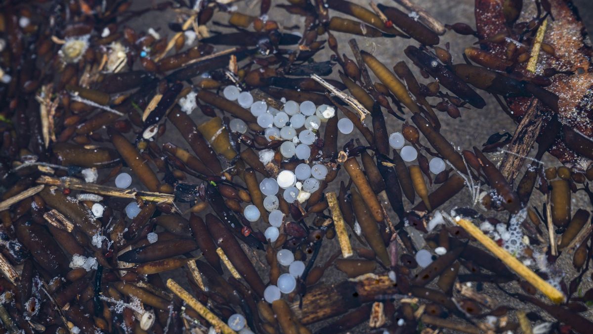 Pellets, microplásticos y plásticos