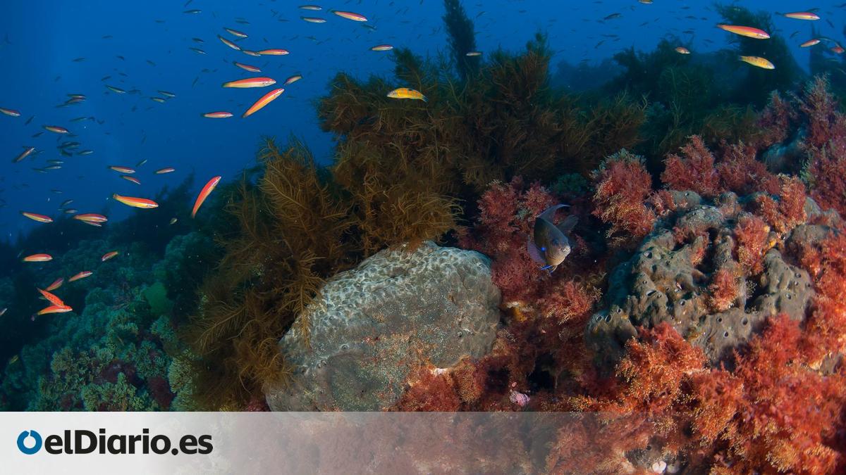 Las montañas submarinas también son parte de los océanos que necesitan ...