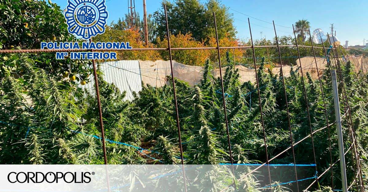 Cuatro detenidos y 100 kilos de marihuana incautados en tres plantaciones desmanteladas en Córdoba