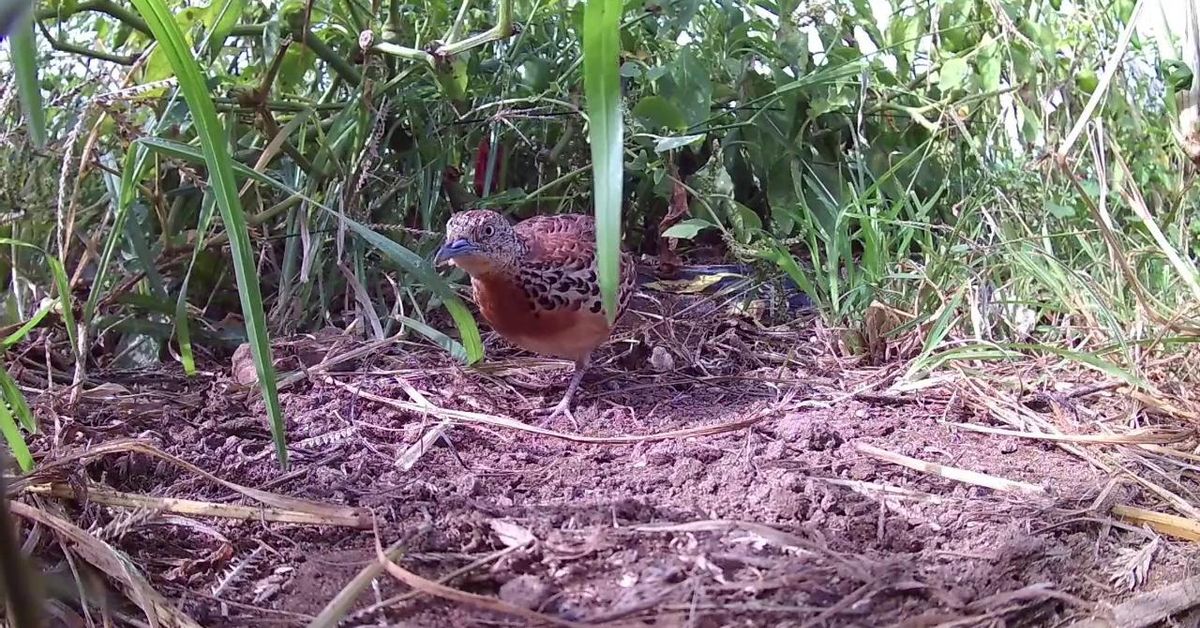 De lo mítico a lo real: desvelando los secretos del torillo andaluz