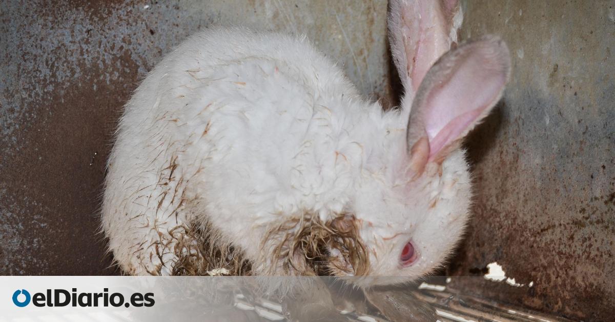 Granjas de conejos: infiltrados de una ONG documentan ilegalidades ...