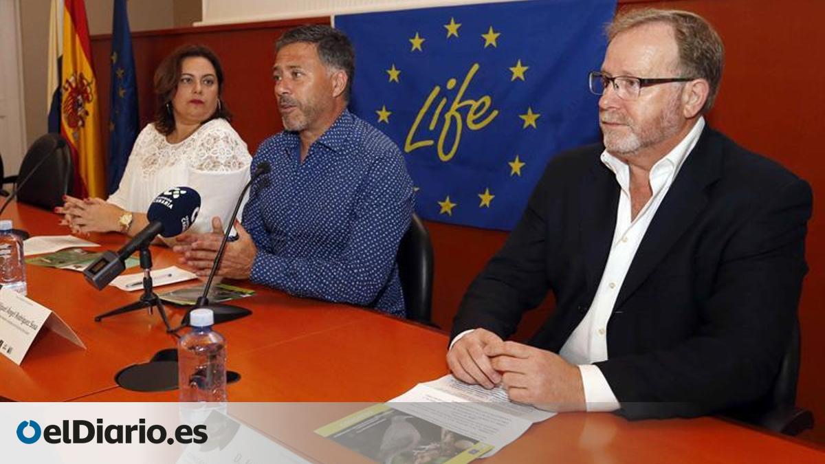 La paloma rabiche supera el centenar de ejemplares en Gran Canaria ...