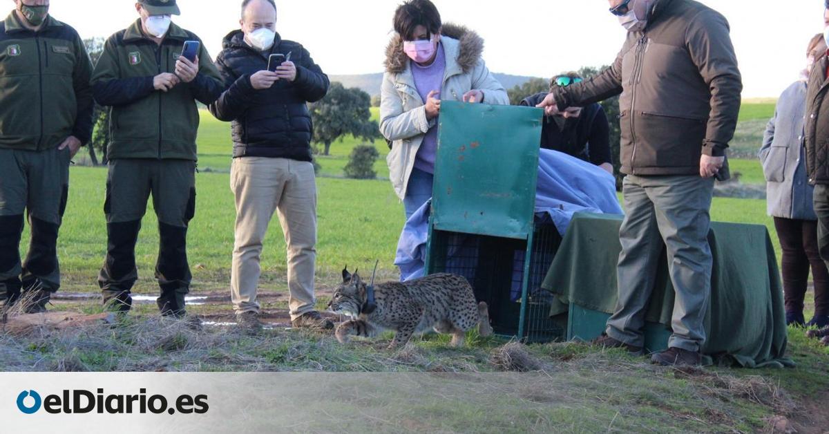 Comienzan Las Primeras Sueltas De Linces Ibéricos Del Año En Toledo Y Ciudad Real