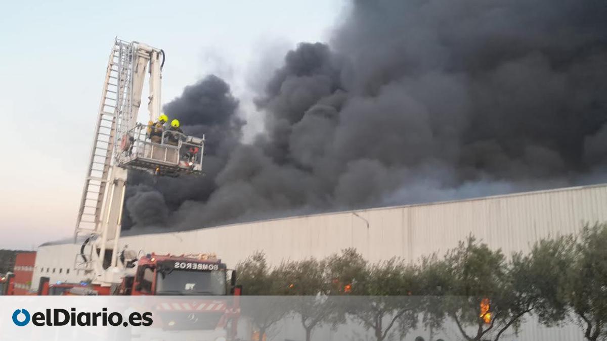 Acenorca recupera tras el incendio la recepción de aceituna pero busca ...