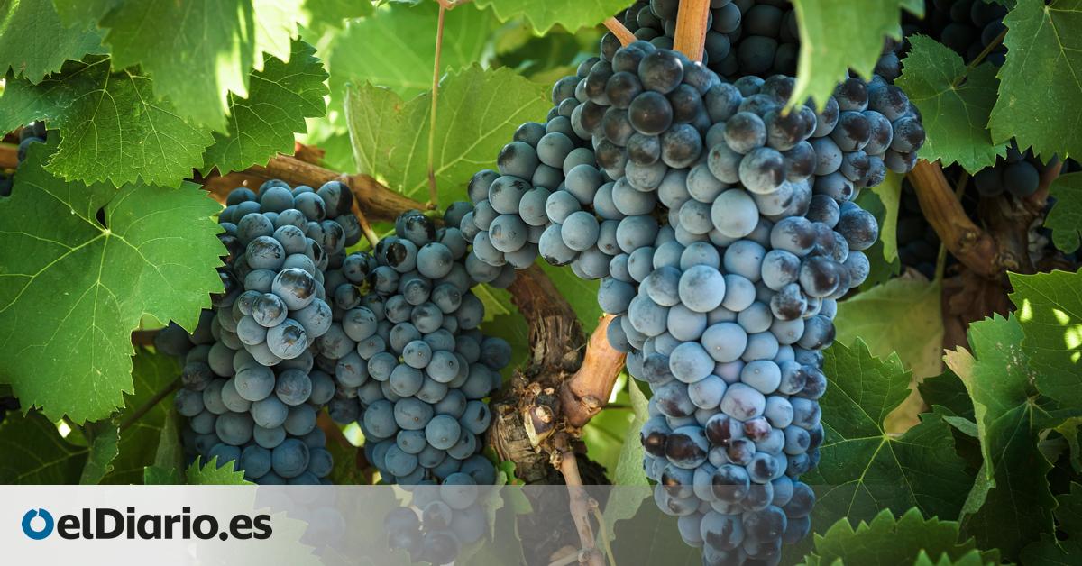 Castilla-La Mancha recupera variedades de uva tinta en peligro de extinción pero que se adaptan ...