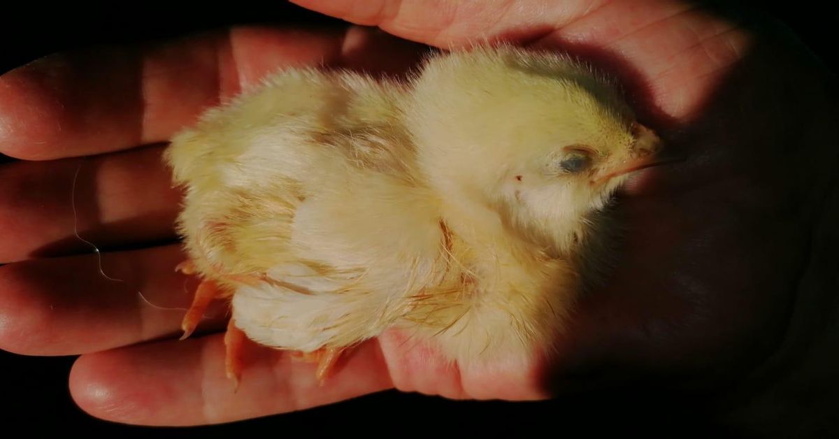 El abandono y rescate de 14.000 pollitos