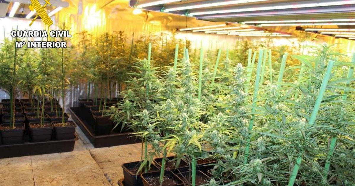 Desmantelan una plantación de marihuana en el sótano de una vivienda de Sierrapando