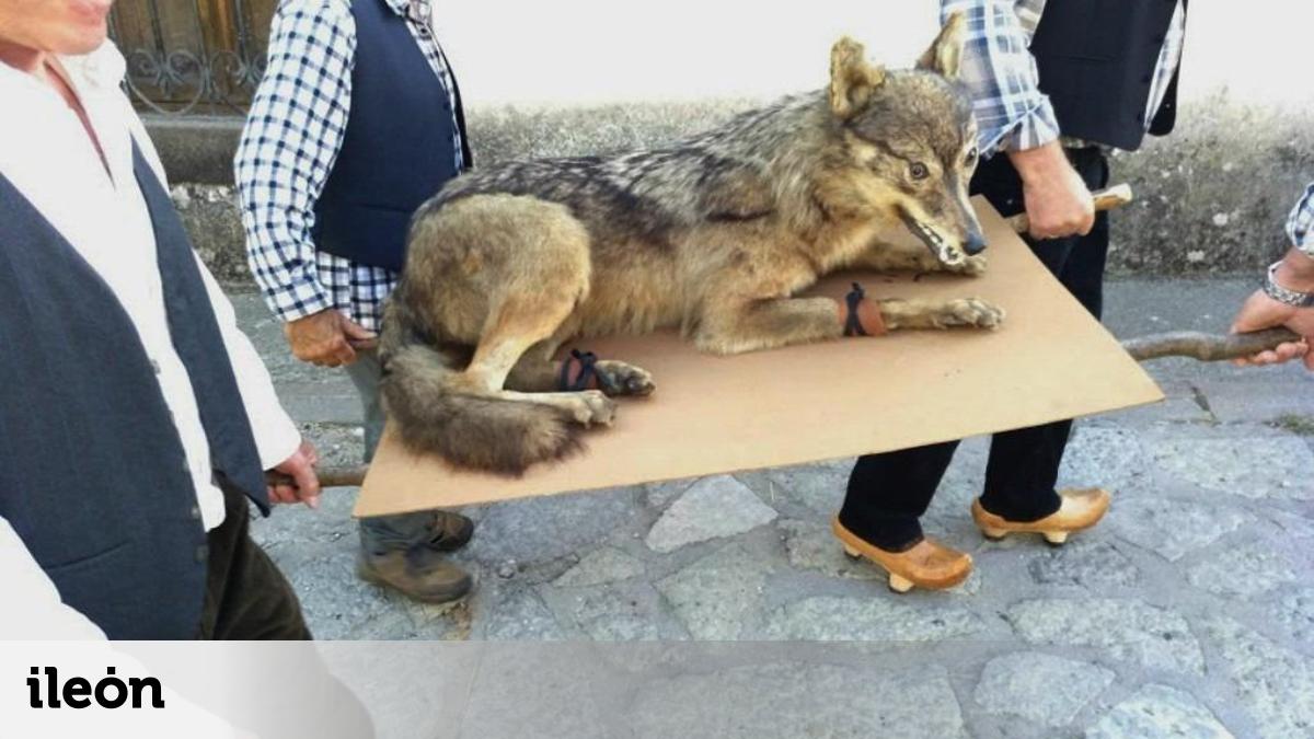 El lobo como animal lúdico y festivo
