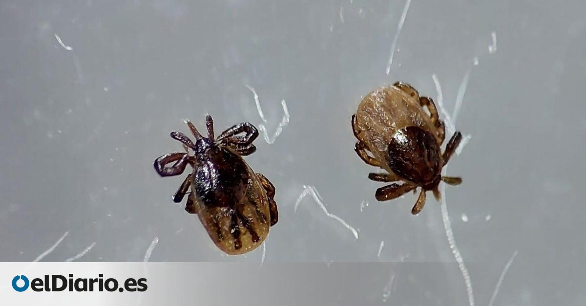 Los 'garrapatólogos' rastrean España para atajar enfermedades ...