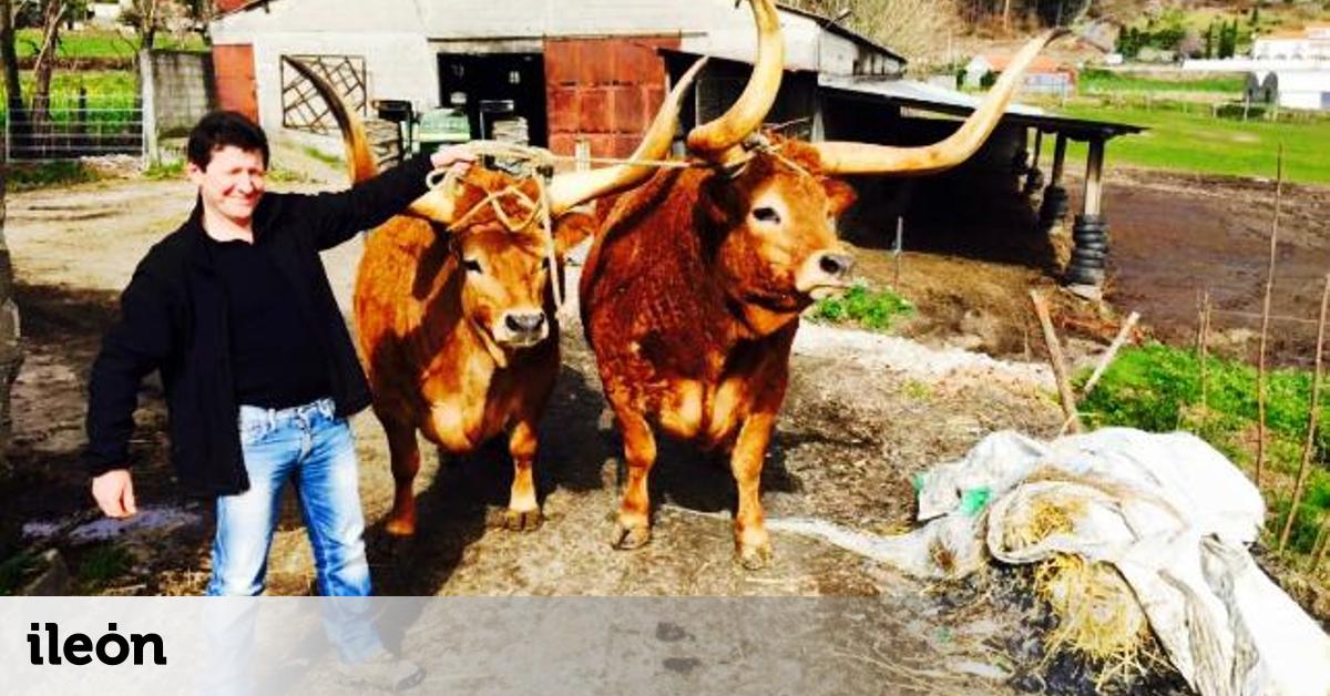 Auténticos bueyes de trabajo de una ganadería familiar