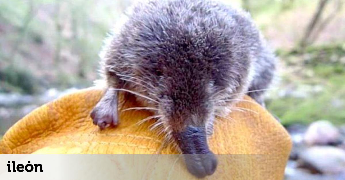 El desmán ibérico habita en El Bierzo