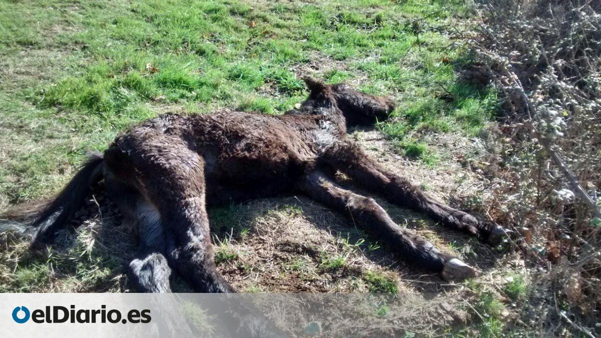 Hallan dos caballos muertos y otros 40 desatendidos en una hípica de Okendo