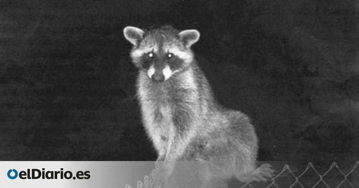 Buena imagen, mala fama: los 'simpáticos' mapaches que proliferan en ...