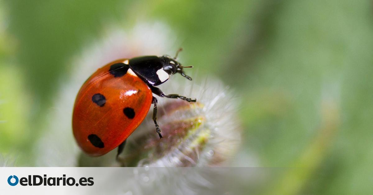 Los insectos toman las ciudades gracias al confinamiento