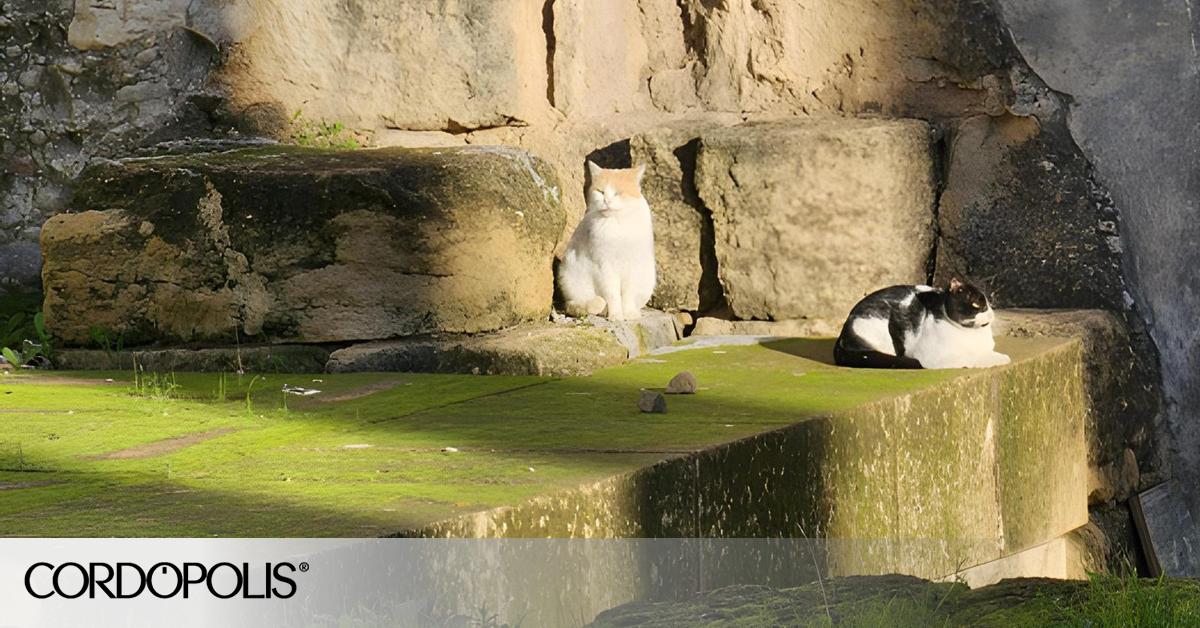 Acuerdo entre Urbanismo y entidades privadas para proteger la colonia ...