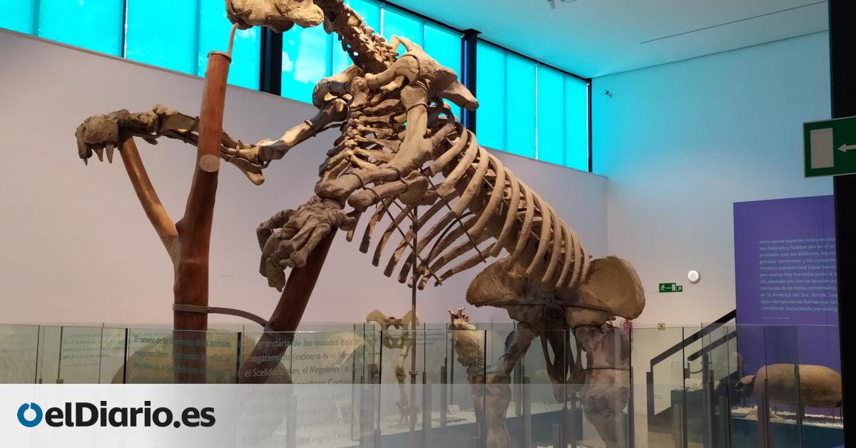 Un 'lifting' para las principales piezas paleontológicas del Museo de ...